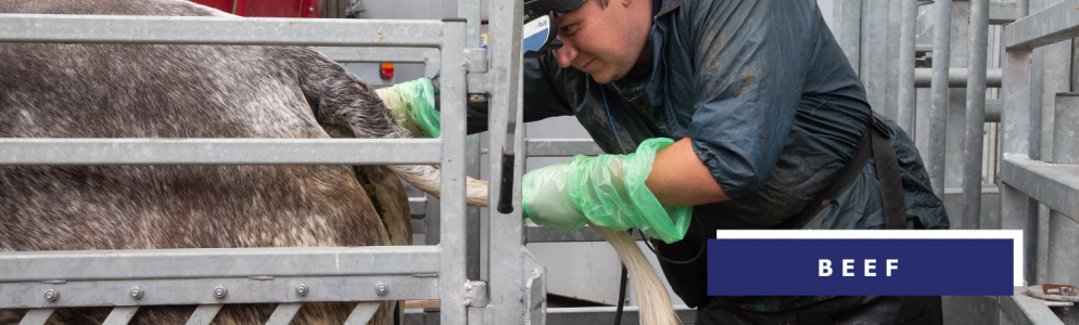 Herd Health | Farm Vet Solutions